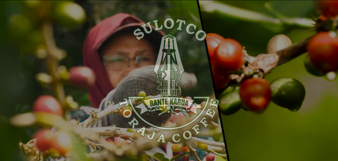 TORAJA COFFEE - Sulotco produces the world's finest coffee beans from ...