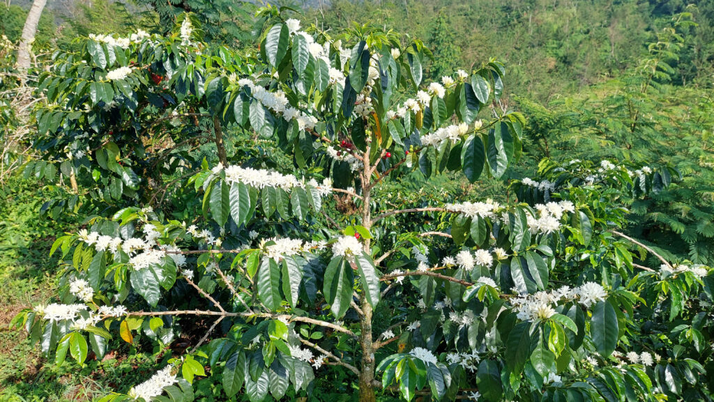Pohon kopi - TORAJA COFFEE