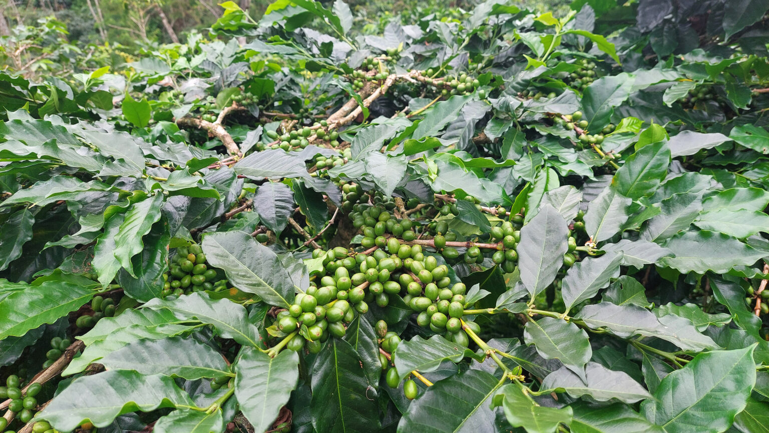 Galleries - TORAJA COFFEE
