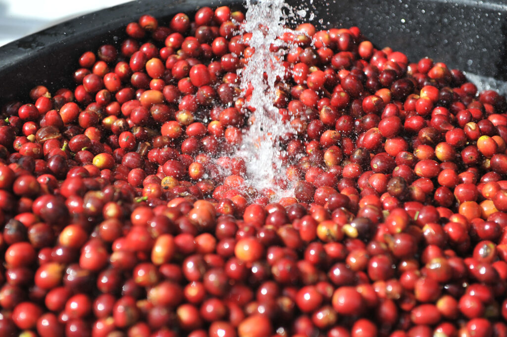 Washing coffee beans - TORAJA COFFEE
