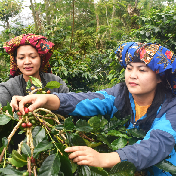 TORAJA COFFEE - Sulotco produces the world's finest coffee beans from ...