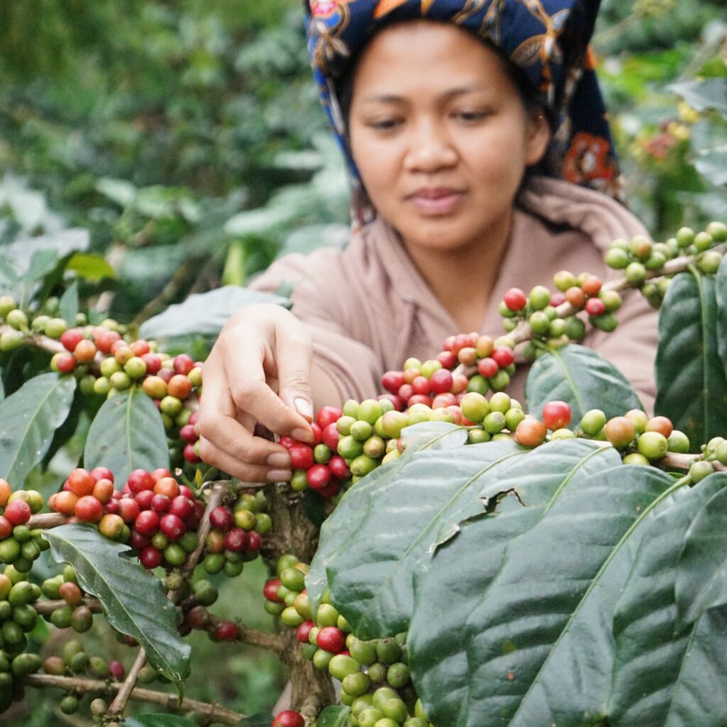 TORAJA COFFEE - Sulotco produces the world's finest coffee beans from ...